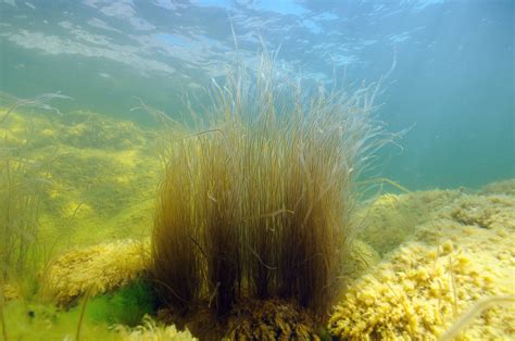 Brown Algae The Baltic Sea
