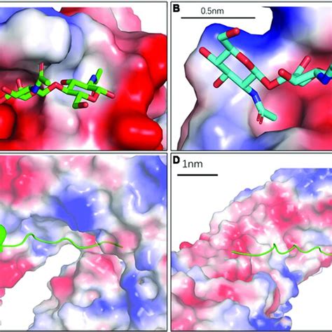Examples Of Some Mature Microbe Associated Molecular Patterns Mamps Download Scientific Diagram