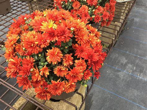 How To Propagate Mums Mikes Backyard Nursery
