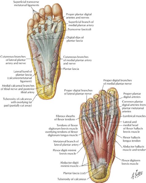 Foot Anatomy Plantar Fascia Abba Humananatomy