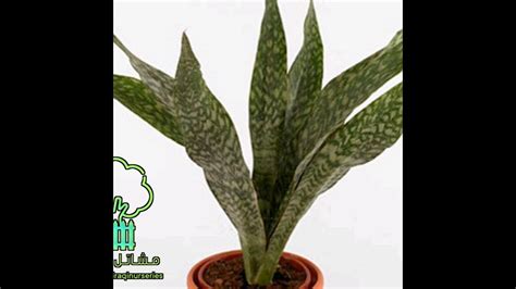 Sansevieria صبار سنسفيريا جلد النمر Youtube