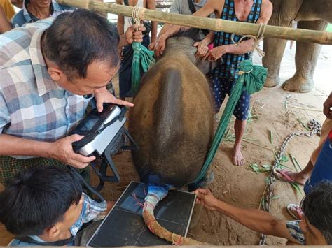 ဝင်္ဂဘော် ဆင်ကလေး၏ အမြီး၊ခါးဆစ်ရိုး၊‌ ကျောရိုးများအားဆင်ဆရာဝန်ကိုယ