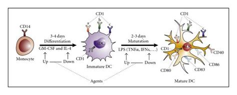 Dendritic Cell Dc Generation And Maturation Schematic Drawing Download Scientific Diagram