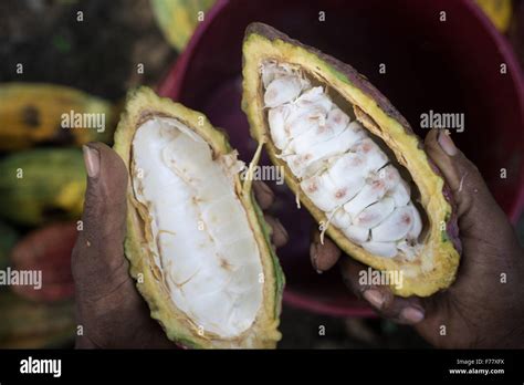 A Farmer Cuts Into The Rind Of Ripe Cocoa Pods To Remove The Pulp And
