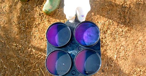 Cost Of Mastitis In Sheep And Goats What Is The Origin Small Ruminants