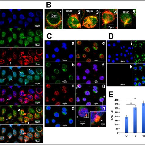 Proteins Interacting With Cx43 In A549 Cells Detected By Msms Analysis