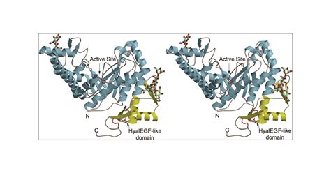 Structure Of Human Hyaluronidase 1 A Hyaluronan Hydrolyzing Enzyme