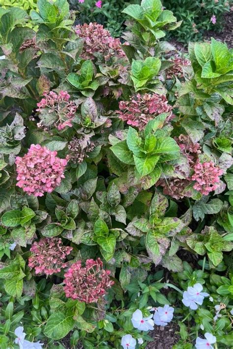 Why Is Your Hydrangea Drying Out And How To Help It Garden For Indoor