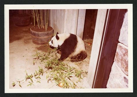 Panda Function Smithsonian Institution