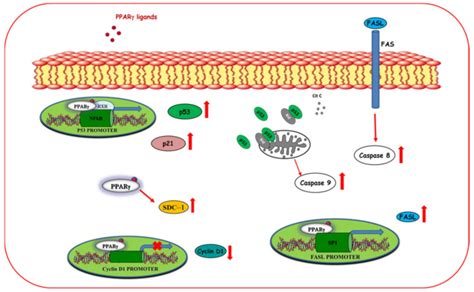 The Role Of Pparγ Ligands In Breast Cancer From Basic Research To