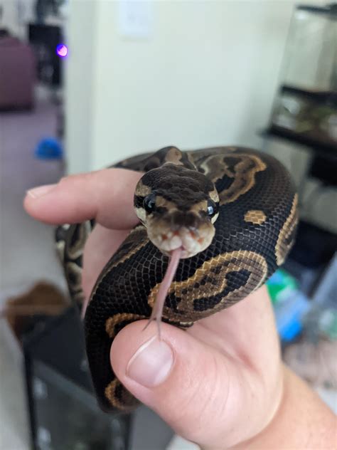 Cinnamon Ball Python R Reptilebazaar