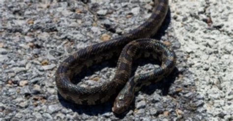 This Guy Had To Get Stitches After A Python Bit His Penis While He Was Taking A Dump