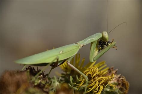 Premium Photo The Female Praying Mantis Devouring Wasp The Female