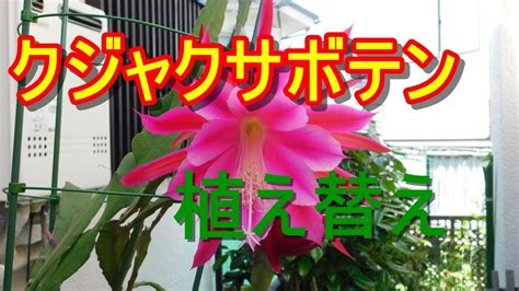 クジャクサボテンの植え替え方法 YouTube