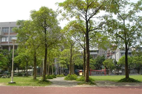 「政治樹」弊大於利，屏東市長：將汰換800多棵黑板樹 風傳媒