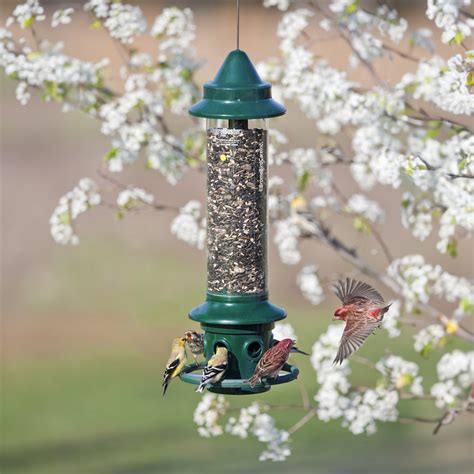 Brome Squirrel Buster Plus Squirrel Proof Bird Feeder W Cardinal Ring