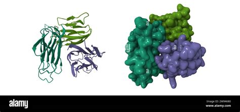 Crystal Structure Of Human Glucocorticoid Induced TNF Receptor Ligand GITRL D Cartoon And