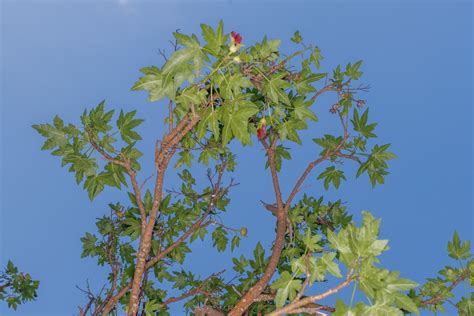 Especies Vegetales En Canarias Navaea Phoenicea Lavatera Phoenicea