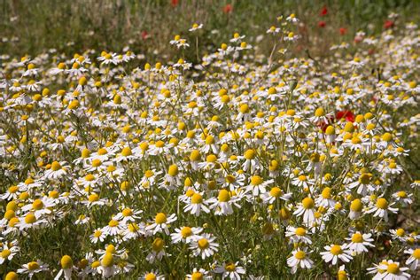 Chamomile Spring Flowers Free Photo On Pixabay Pixabay