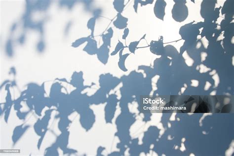 배경에 대한 흰색 텍스처에 자연 잎의 추상 회색 그림자 배경 검은색에 대한 스톡 사진 및 기타 이미지 검은색 그늘 그림자