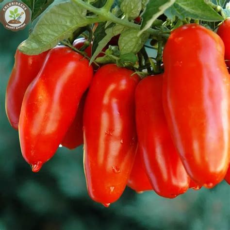 Waterfall Tomatoes Seeds High Yield Roma Tomato 20 Seeds Tomato Seeds Seeds Herb Seeds
