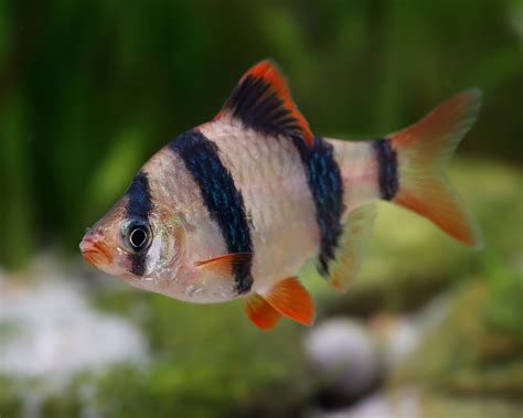 Barb Fish Species