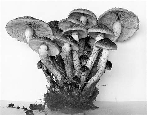 Mykoweb North American Species Of Pholiota