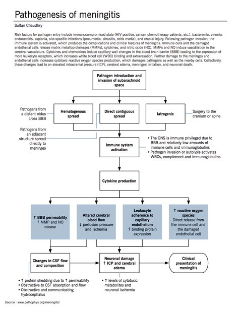 Diagnosing And Treating Meningitis Manual Of Medicine