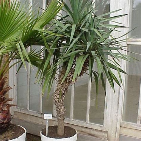 Yucca Tip Star Nursery Garden And Rock Centers