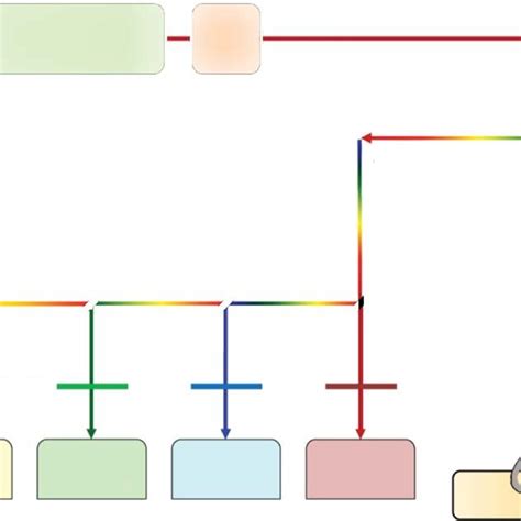 Schematic Representation Of The Two Photon Microscopy Setup The