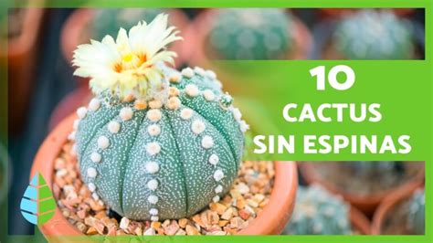 Tipos de cactus sin espinas Guía de suculentas sin púas Actualizado julio