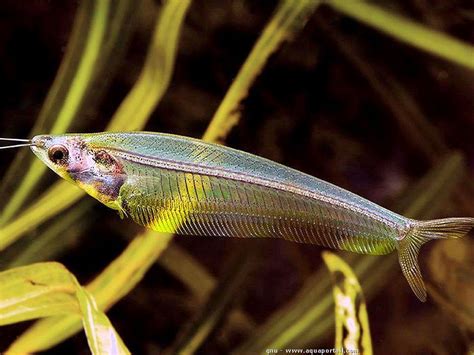 Kryptopterus Bicirrhis Silure De Verre