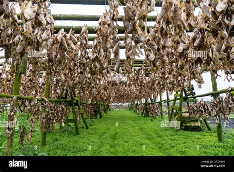 Haddock And Cod Fish Drying Racks In Hafnarfjordur Iceland Fish Farm