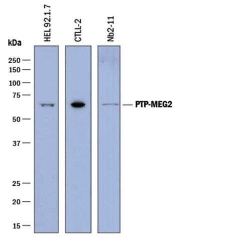 Humanmouserat Ptp Meg2 Antibody R D Systems 100ug Unlabeled