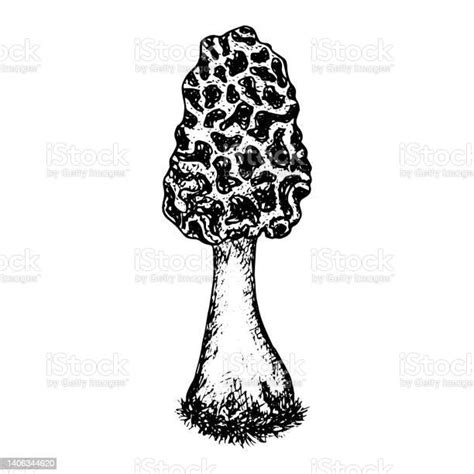 버섯 스케치 손으로 그리기 스톡 벡터 일러스트 레이 션 흰색 배경에 고립 된 검은 윤곽선 의학 요리 디자인 포스터 스티커 클립 아트 음식 디자인 Adaptogen에 대한