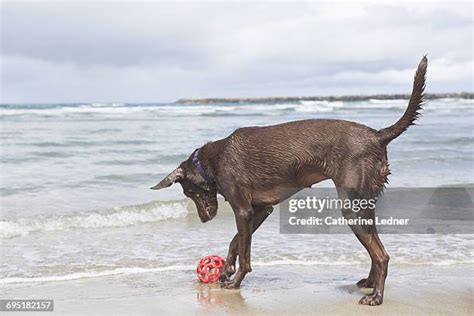 Us Catherine Breed Photos And Premium High Res Pictures Getty Images