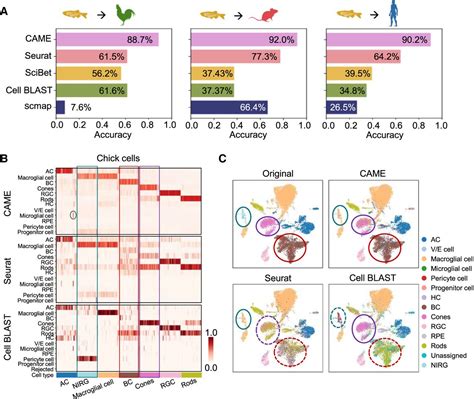 Cross Species Cell Type Assignment From Single Cell Rna Seq Data By A
