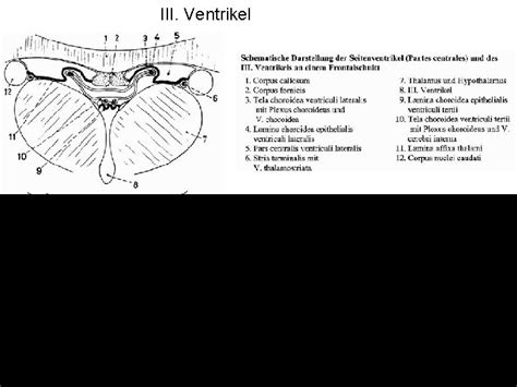 Differenzierung Der Hirnblschen Entwicklung Vom Prosenzephalon