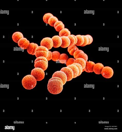 Streptococcus Pyogenes Bacteria 3d Computer Illustration Of Streptococcus Pyogenes Or Group A