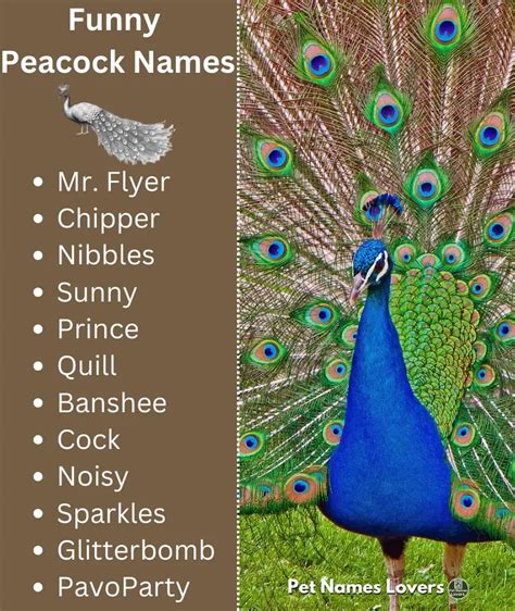 350 Creative Peacock Names Funny Cute Cool And Unique