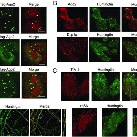isolation of flag tagged wt 25q and polyq expanded 97q htt protein