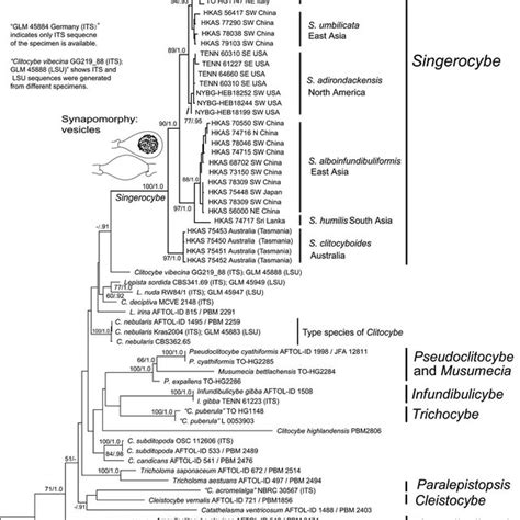 Ml Tree Of The Concatenated Its And Nrlsu Alignment A Synapomorphy Of Download Scientific