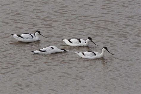 Avocet At River Teign By Keith Mcginn Devon Birds