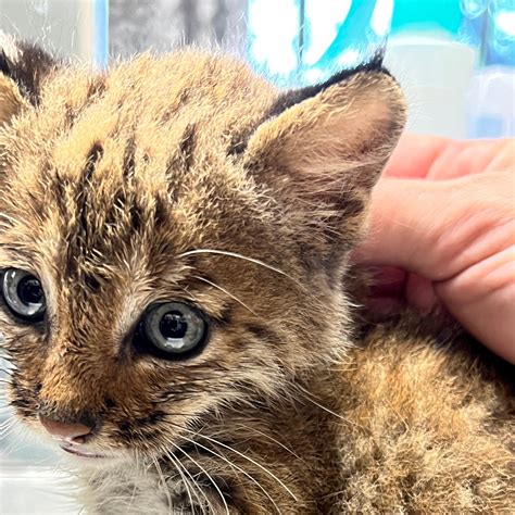 Black Bobcat Kitten