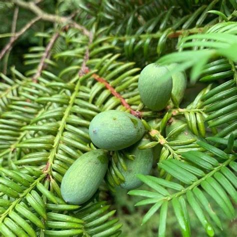 Japonska Toreja Torreya Nucifera
