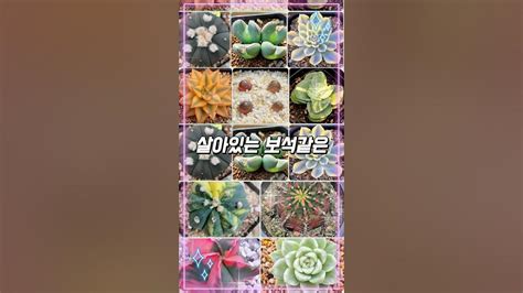 살아있는 보석같은 다육이 다육식물 다육 다육이들 반려식물 Plants 선인장 투구금 난봉옥 부르게리 코노피튬 말간 에케베리아 엑스플랜트 예쁜다육