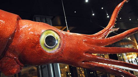 How Big Is A Giant Squid At Mitchell Leadbeater Blog