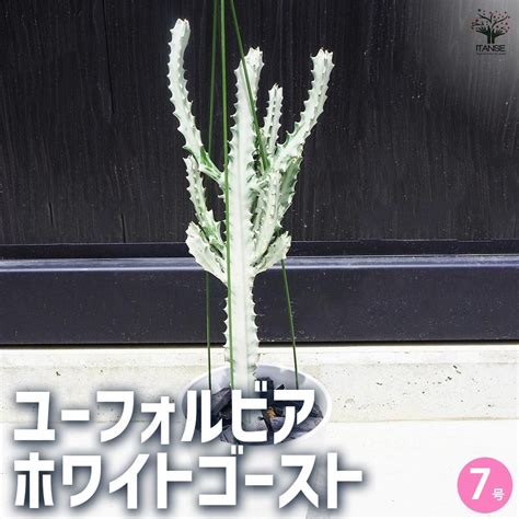 【楽天市場】【送料無料】観葉植物 ユーフォルビア ホワイトゴースト 【観葉植物 7号鉢／1個売り】リビング オフィス 事務所 インテリア 大型