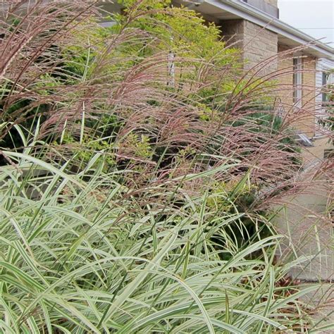 Miscanthus Sinensis Variegatus ~ Variegated Maiden Grass Jtsop Farms