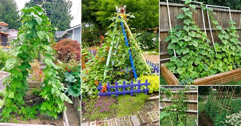 26 Easy And Cool Diy Bean Trellis Ideas Balcony Garden Web